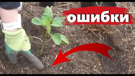 Главные ошибки при выращивании рассады перца R - YouTube