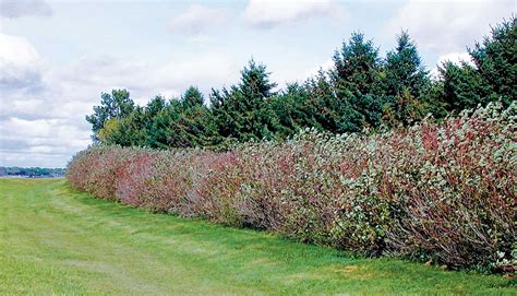 Windbreak Trees Examples At Lauren Harris Blog