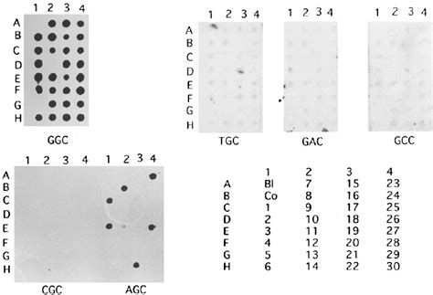 Detection Of Point Mutation In Codon 12 Of H Ras Oncogene By Download Scientific Diagram