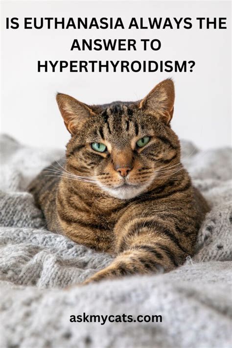 When To Euthanize A Cat With Hyperthyroidism