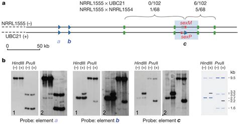 Recombination Around The Sex Locus And Presence Of Chromosome Specific