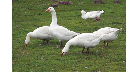 Фуражни смески за птиците Български Фермер