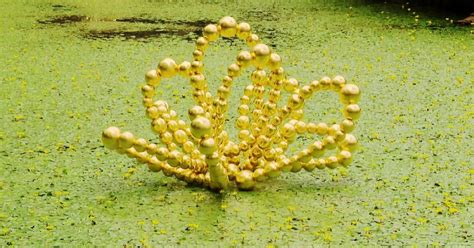 덕수궁 연못에 핀 황금 연꽃예술과 과학 만나다