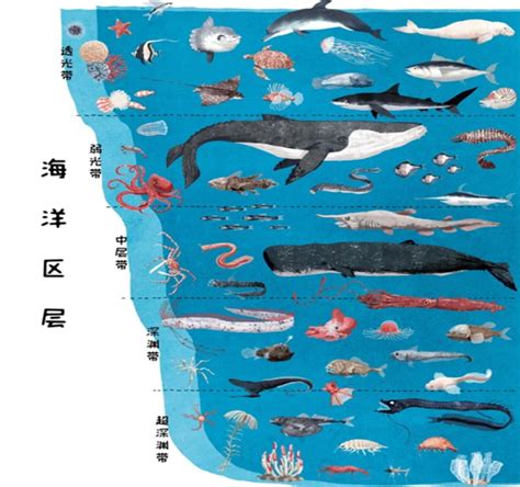 海洋深度生物分布长图 海洋深度生物分布图 伤感说说吧