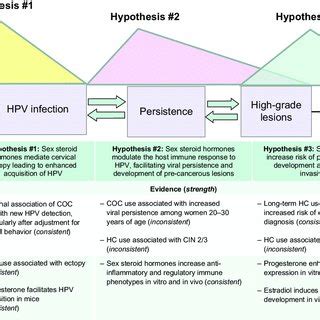 Summary Of The Potential Biological Hypotheses Of The Effects Of Sex Download Scientific