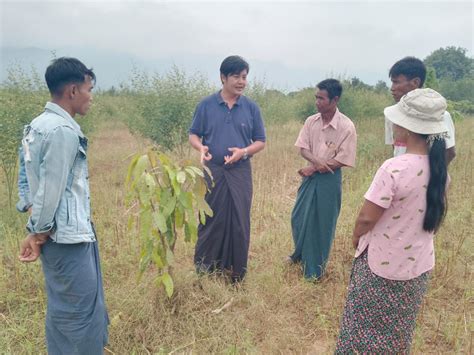 ရွာငံမြို့နယ်၊ မြို့ကြီးကျေးရွာတွင် ဝါစိုက်ခင်းနှင့် နေကြာစိုက်ခင်းများ