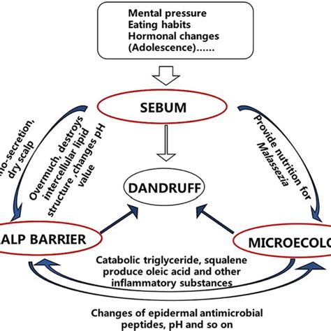 Relationship Among Sebum Microecology Scalp Barrier Function And Download Scientific Diagram
