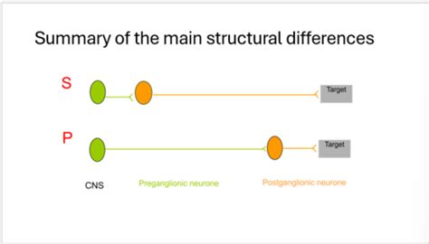 The Autonomic Nervous System Lecture Notes Flashcards Quizlet