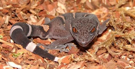 Reptiles That Wait For Sex Live Longer Fox News