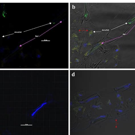 Multiplex Detection In Rnascope V 2 Assay For Simultaneous Download Scientific Diagram