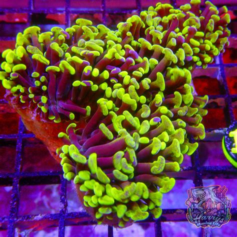 Hml Xl Walling Splatter Hammer 137 Harrys Marine Life