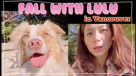 단풍국 캐나다강아지 가을을 즐기는 방법 캐나다단풍 벤쿠버브이로그 강아지브이로그 Youtube