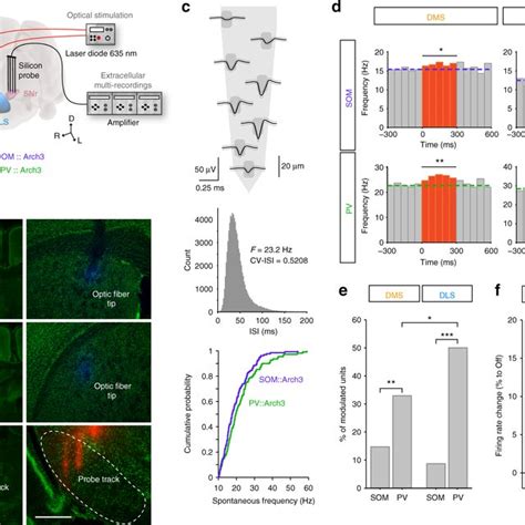 Selective Modulation Of Cortically Evoked Spiking Activity By Som And Download Scientific