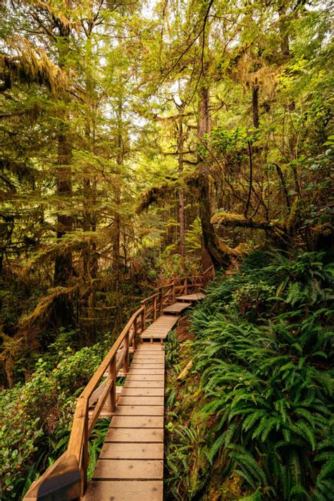 Rainforest Trail On Vancouver Island Best Hike Near Tofino