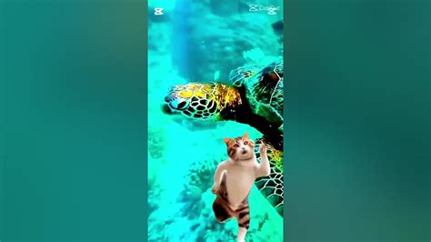 고양이댄스 영상효과 Cat Dance Youtube