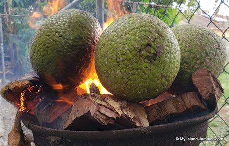 How Healthy Is Breadfruit Plus 10 Common Questions Answered