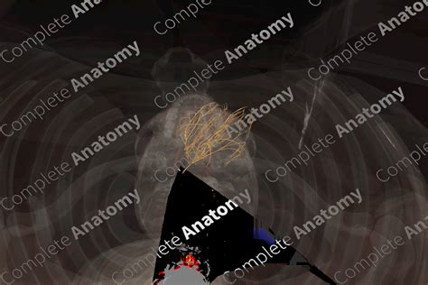 Atrioventricular Bundle Complete Anatomy