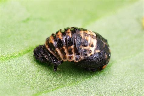 Adalia Bipunctata Predatory Beetle For Aphid Control