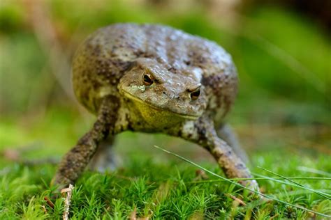 Photographing An Uncommon Behavior Of The Common Toad