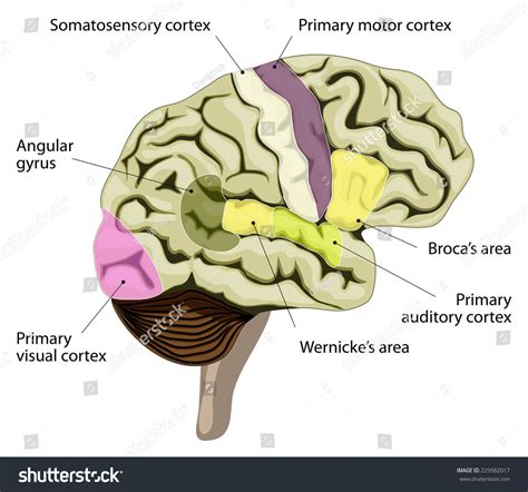 Primary Auditory Cortex