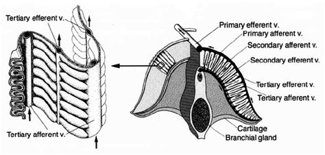 Squid Respiratory System