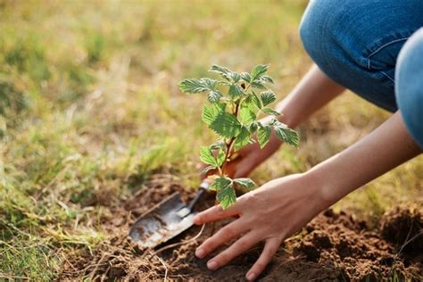 How To Grow And Care For Raspberry Plants Moowy