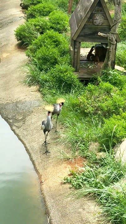 灰頸冠鶴 Dating？灰頸冠鶴 Youtube