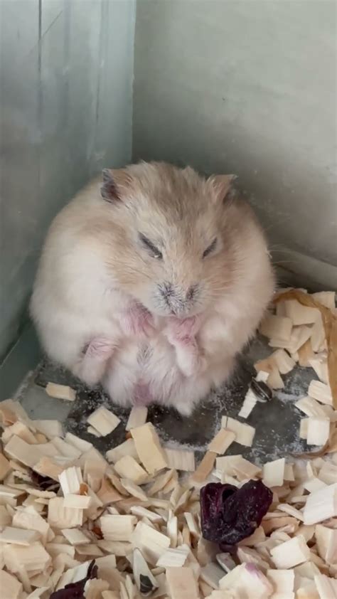 앉아서 잠을 자는 햄스터 보신적 있나요 Youtube