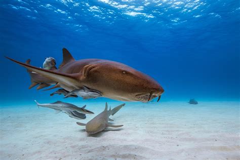 Ovoviviparous Sharks