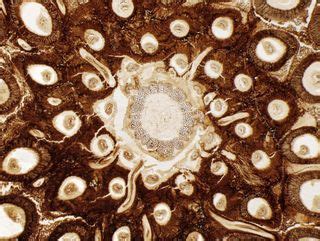 Immortalized Fossil Fern Reveals Evolutionary Standstill Live Science
