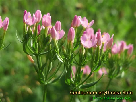 Medicinal Plants Centaurium Erythraea