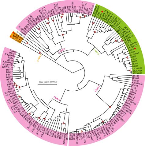 bayesian phylogenetic tree of bison mitochondrial dna based on partial
