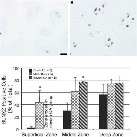 Co Localization Of Runx2 And Mmp 13 In Clusters Of Chondrocytes In Download Scientific Diagram