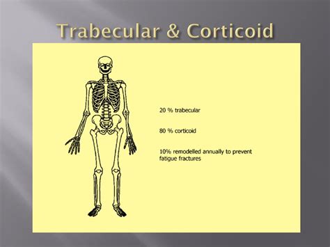 Ppt Bone Density And The Dxa Scanner Powerpoint Presentation Free