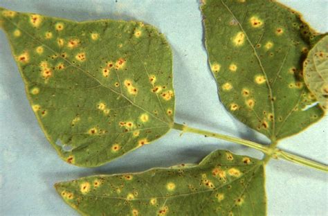 Rust Of Bean Vegetable Pathology Long Island Horticultural Research And Extension Center