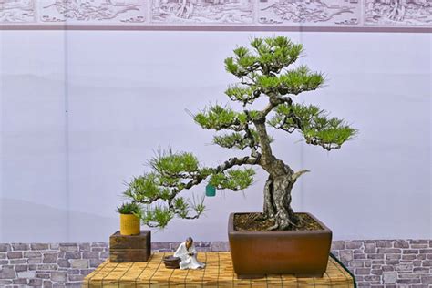 矮松柏图片素材 矮松柏设计素材 矮松柏摄影作品 矮松柏源文件下载 矮松柏图片素材下载 矮松柏背景素材 矮松柏模板下载 搜索中心