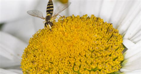 East Glamorgan Wildlife Long Hoverfly Query