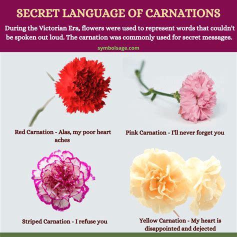 Carnation Flower Meaning And Symbolism Symbol Sage