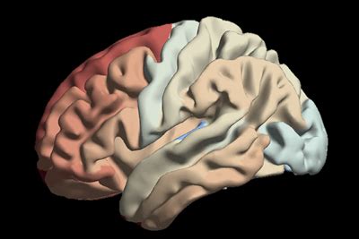 Research Directions Brain Networks Laboratory Raj LabResearch Laboratory Of Ashish Raj PhD
