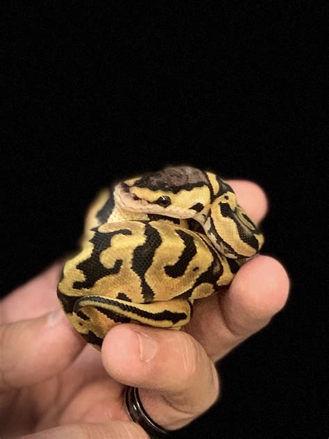 Puzzle Ball Pythons Ball Pythons Morphmarket Reptile Community