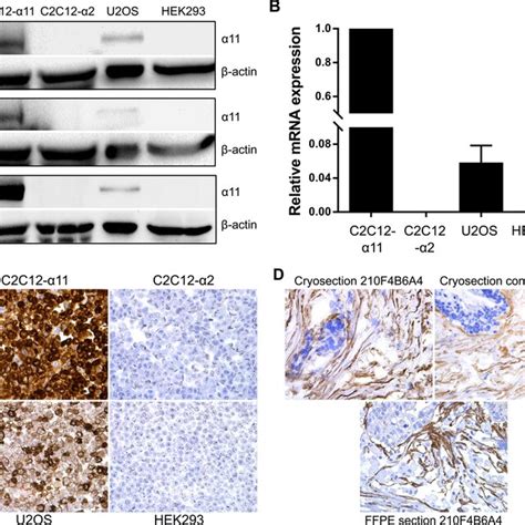 Validation Of Monoclonal Antibodies Against The Integrin α11 Subunit Download Scientific