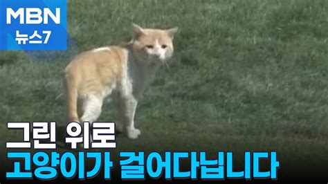 오늘의 장면 푸른 그린 위로 고양이가 걸어다닙니다 Mbn 뉴스7 Youtube