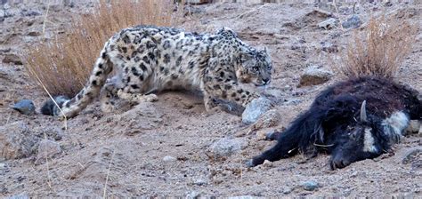 Video The Somewhat Noble Call Of A Snow Leopard