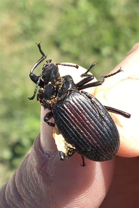 Eleodes Hispilabris From N Wilson Ave Loveland Co Us On May 7 2024 At 10 31 Am By Joshua