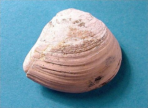 Pelecypod Archives Cochise College Geology