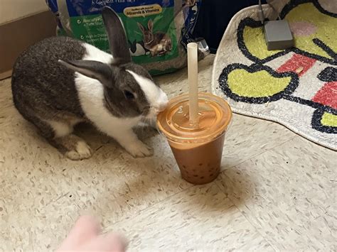 Bubble Tea The Bunny With Bubble Tea R Rabbits