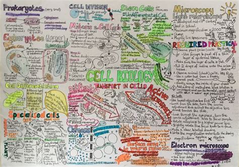 Cell Biology Gcse Revision Notes
