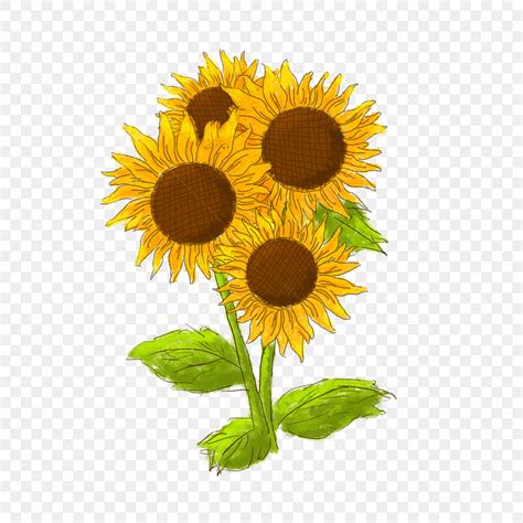 รูปดอกทานตะวัน Png ภาพดอกทานตะวันpsd ดาวน์โหลดฟรี Pngtree