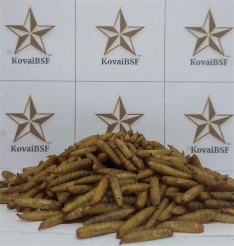 Puffed Bsfl Packaging Size 10kgs At ₹ 350kg In Perundurai Id 2852124363555