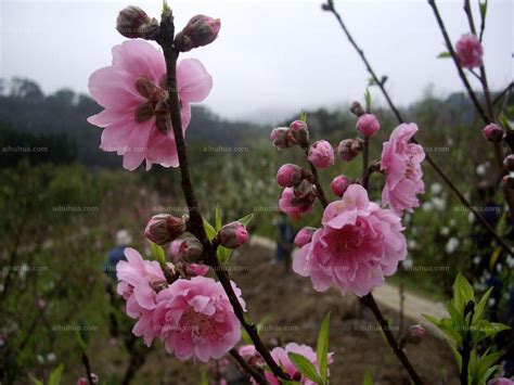山杏花图片大全大图 杏花图片大全大图 山芹图片大全大图 大山谷图库